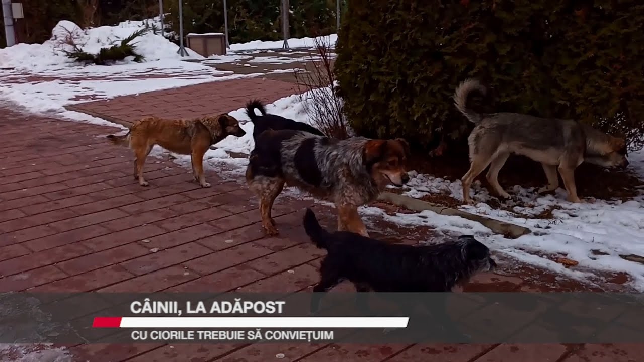 Câinii, la adăpost. Cu ciorile trebuie să conviețuim - Televiziunea ...